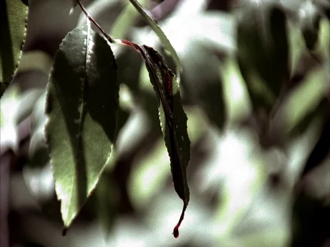 Blood On The Leaves Tree File:Dragonblood Tree In Socotra 2.jpg
