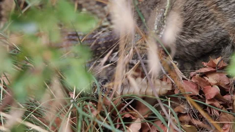 CU: Rattlesnake with rabbit in jaws shak... | Stock Video | Pond5