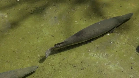 Cuban Gar (Atractosteus tristoechus) in ... | Stock Video | Pond5