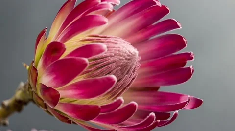 Cube Transition After Effects Templates ~ Projects | Pond5