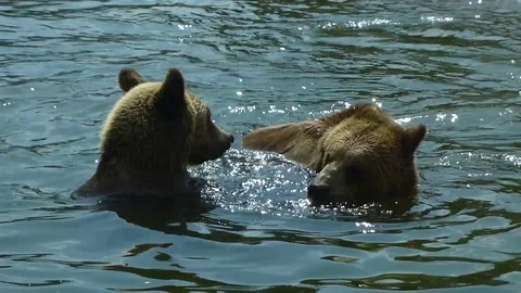 Bears Mating Stock Videos – Royalty-Free HD & 4K Videos