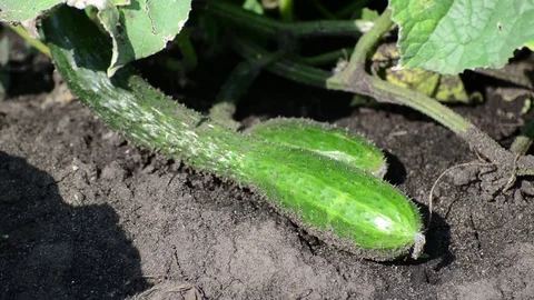 cucumber lying on a bed in kitchen garde... | Stock Video | Pond5
