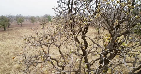 Shea Stock Video Footage | Royalty Free Shea Videos | Pond5