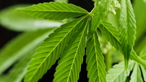 Marijuana Background Stock Footage ~ Royalty Free Stock Videos | Pond5