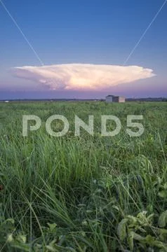 Cumulonimbus capillatus cloud over tomato field Stock Image #210237556