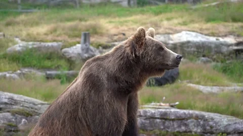 Curious brown bear rising head and looki... | Stock Video | Pond5