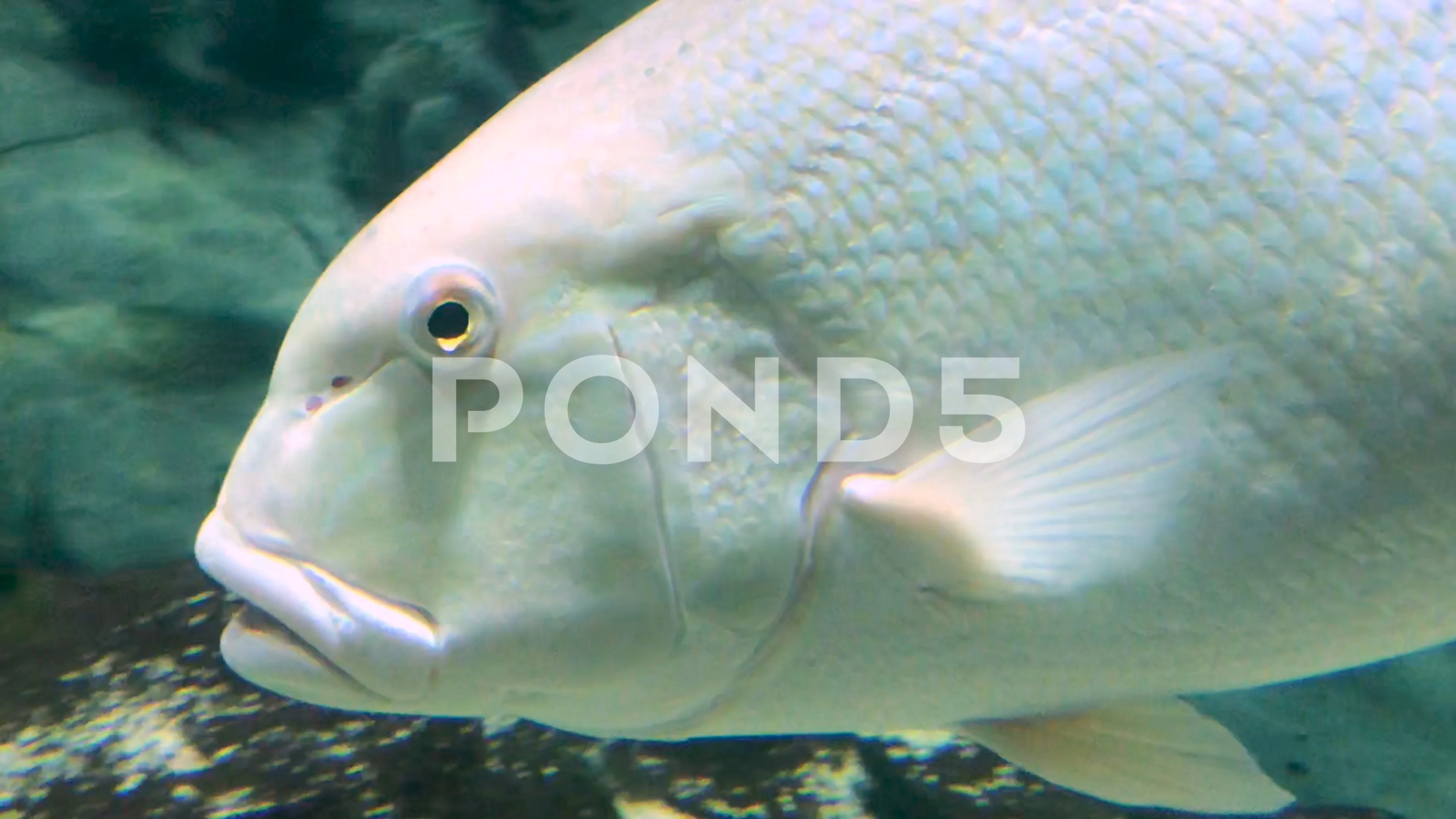 Marine Fish With Thick Lips | Lipstutorial.org