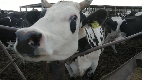 Cow Licking Camera Stock Videos – Royalty-Free HD & 4K Videos