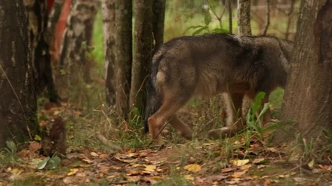 Curious Cub Wolf, Canis Lupus, Gray Wolf... | Stock Video | Pond5