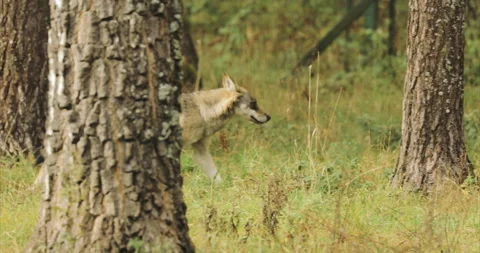 Curious Cub Wolf, Canis Lupus, Gray Wolf... | Stock Video | Pond5