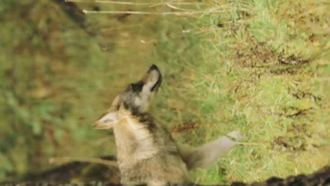 Curious Cub Wolf, Canis Lupus, Gray Wolf... | Stock Video | Pond5