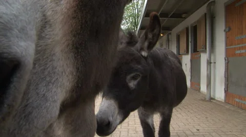 Funny Donkey Vector Stock Videos – Royalty-Free HD & 4K Videos