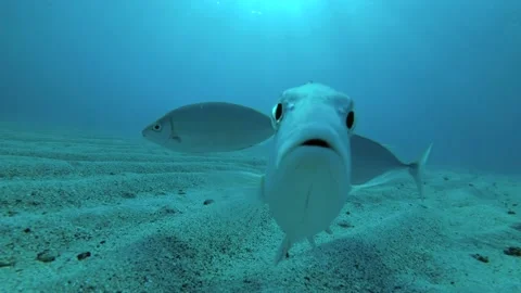 Curious fish looking into the camera len... | Stock Video | Pond5
