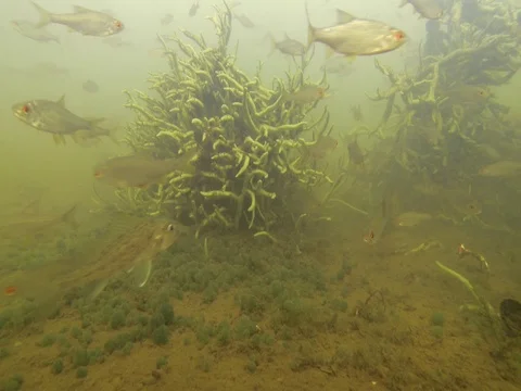 Freshwater Sponge Stock Video Footage | Royalty Free Freshwater Sponge ...