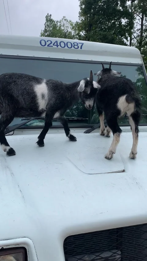 Good Morning St Stock Videos – Royalty-Free HD & 4K Videos | Pond5