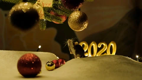 Mouse Ball Up Stock Videos – Royalty-Free HD & 4K Videos