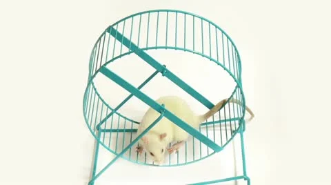Rat Wheel Stock Footage ~ Royalty Free Stock Videos | Pond5