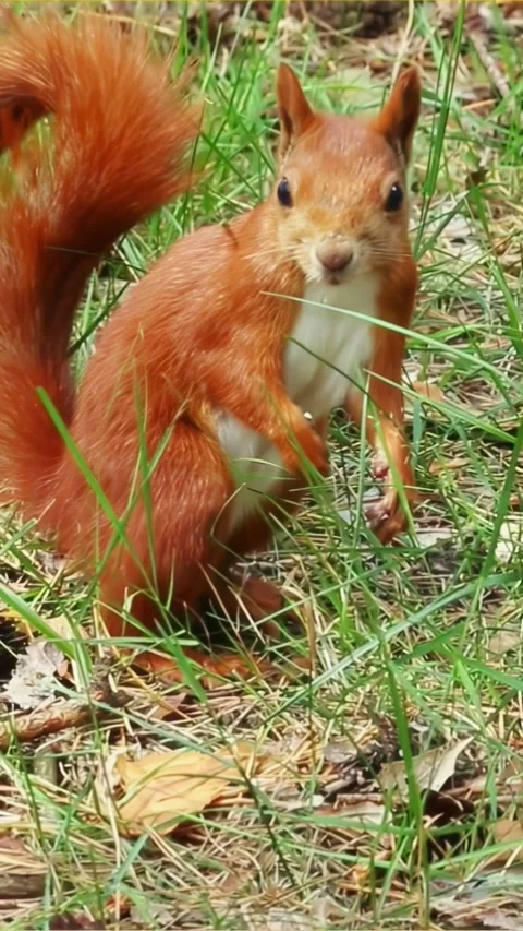 Squirrel Alert Stock Videos – Royalty-Free HD & 4K Videos