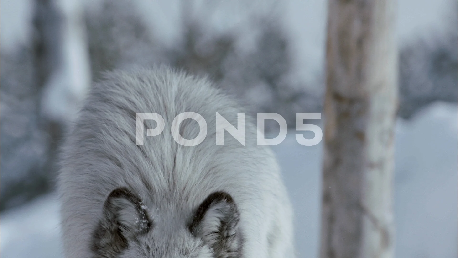 Timberwolf Tracks In Snow