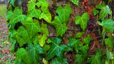 Curly green ivy on a cherry tree trunk w... | Stock Video | Pond5
