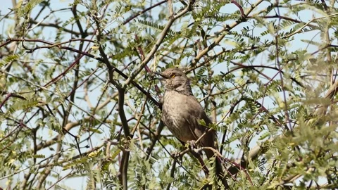 Song Bill By Stock Videos – Royalty-Free HD & 4K Videos | Pond5