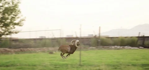 Goat Running Stock Footage ~ Royalty Free Stock Videos | Pond5