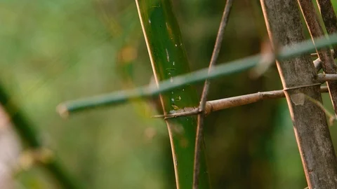 Chopping From Forest Stock Videos – Royalty-Free HD & 4K Videos