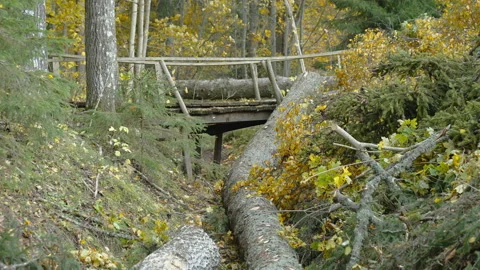 The cut logs of big spruce tree on the g... | Stock Video | Pond5