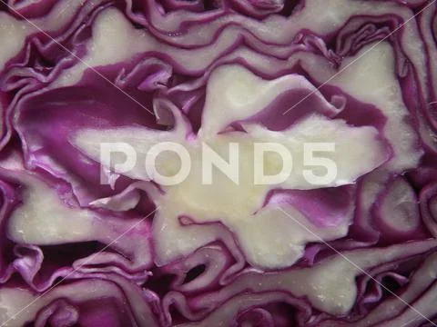Cut Red color cabbage texture ~ Premium Photo #187261729