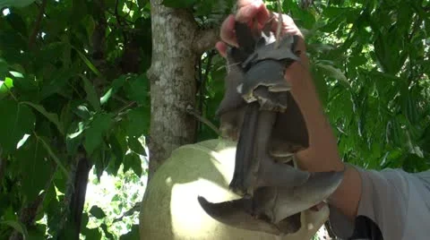 cut off shark fins hold on a hand - shar... | Stock Video | Pond5