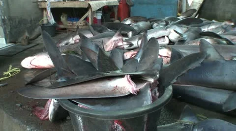 Shark Finning Stock Footage ~ Royalty Free Stock Videos | Pond5
