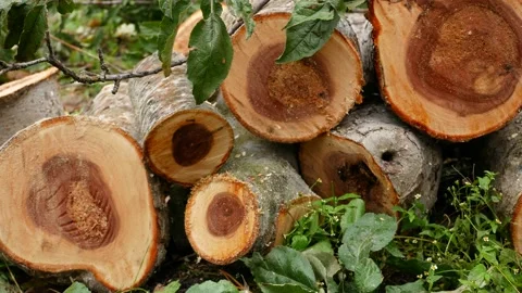 Cut trunks of fruit trees, logs in the g... | Stock Video | Pond5