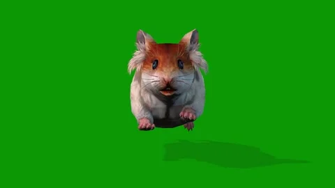 Cute 3D Hamster Animation on Green Scree... | Stock Video | Pond5