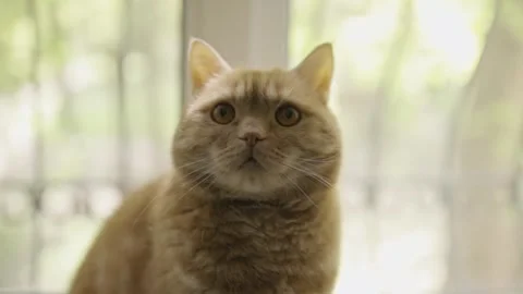 Cute adult british scottish cat sits on ... | Stock Video | Pond5