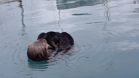 Cute Alaska Sea Otter rolling over in wa... | Stock Video | Pond5
