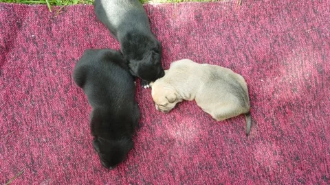 cute amstaff mixed breed puppies | Stock Video | Pond5