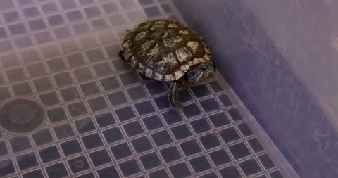 Cute and very tiny baby turtles in the t... | Stock Video | Pond5