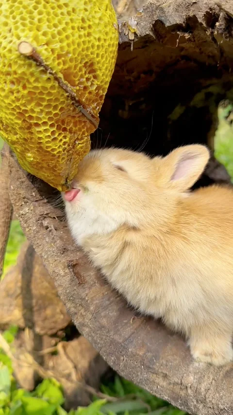 Licking Honey Stock Footage ~ Royalty Free Stock Videos | Pond5