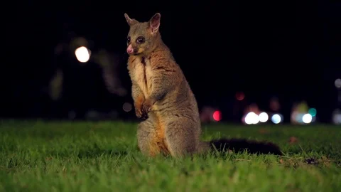Australian Possum Stock Video Footage | Royalty Free Australian Possum ...