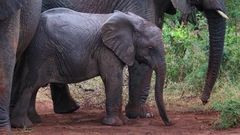 Baby Dusting Stock Videos – Royalty-Free HD & 4K Videos