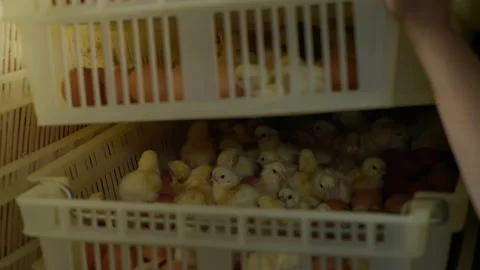 Cute baby bird hatching from the eggs in... | Stock Video | Pond5