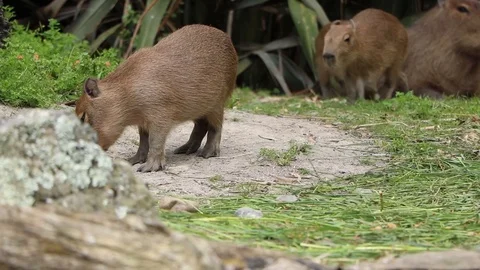Capybara Cute Background Stock Video Footage | Royalty Free Capybara ...