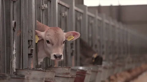 Cute baby cow close up. Beautiful cow ca... | Stock Video | Pond5