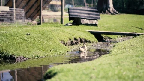 Cute baby duck walking out from water in... | Stock Video | Pond5