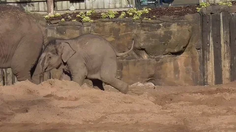 Cute baby elephant makes noisy rush towa... | Stock Video | Pond5