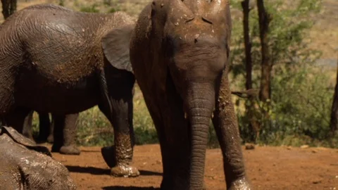 Cute Baby Elephants throwing mud in slow... | Stock Video | Pond5