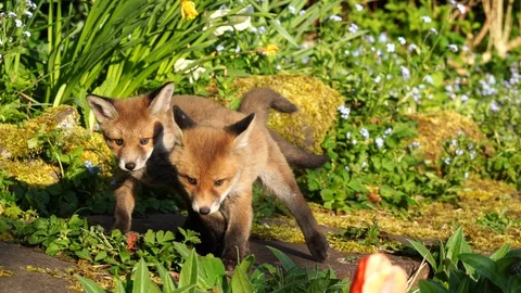 Cute baby fox cubs eating flowers and pl... | Stock Video | Pond5