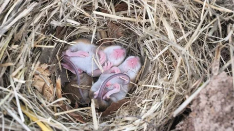 Cute baby mice sleeping in nest (Mus mus... | Stock Video | Pond5