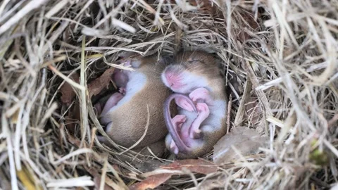 Cute baby mice sleeping in nest (Mus mus... | Stock Video | Pond5