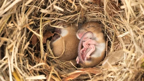 Cute baby mice sleeping in nest (Mus mus... | Stock Video | Pond5